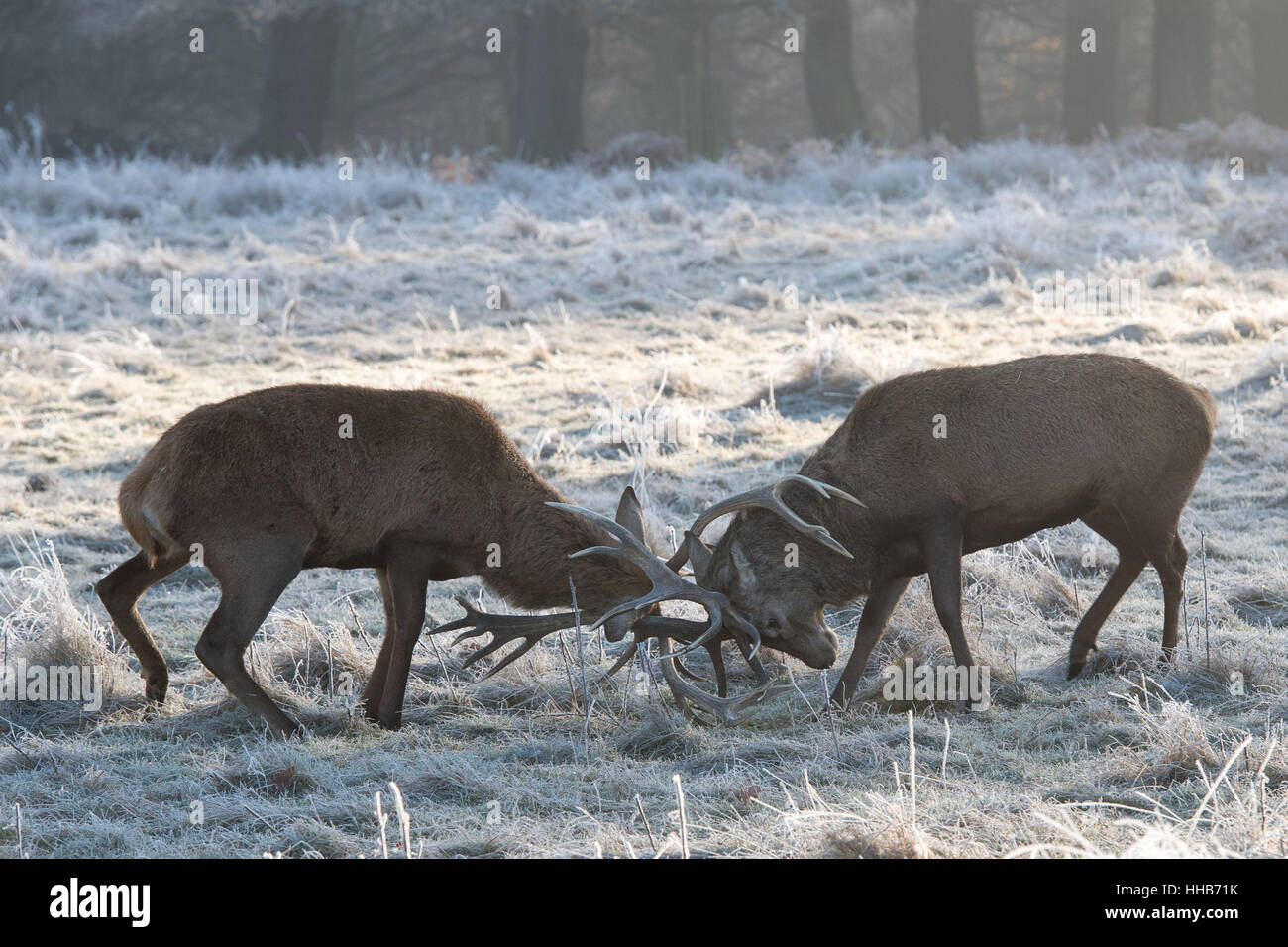 Deer lock antlers in London's Richmond Park after overnight ...