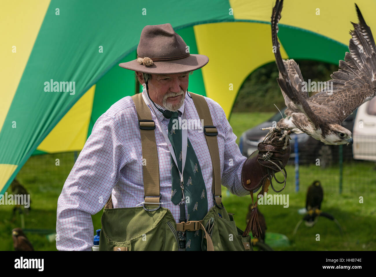 A Prairie Falcon launches from Master Falconer Terry Large's hand at ...