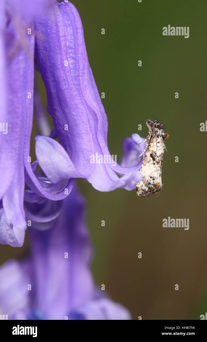 Bluebell Conch (Hysterophora maculosana), a tiny micromoth perched on a ...