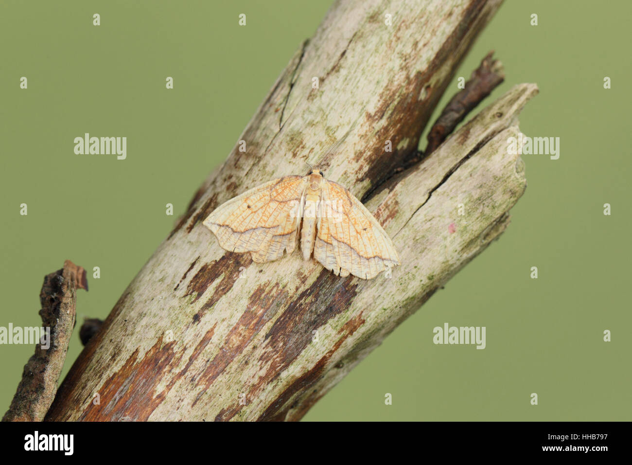Yellow butterfly ginger hi-res stock photography and images - Alamy