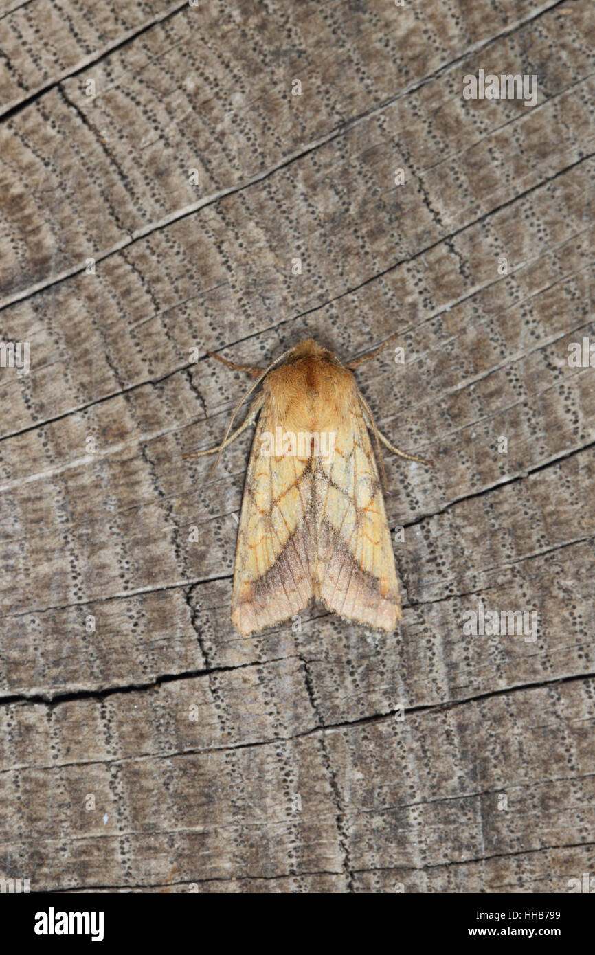 Bordered Sallow (Pyrrhia umbra): a yellow-orange, autumn-flying moth on ...