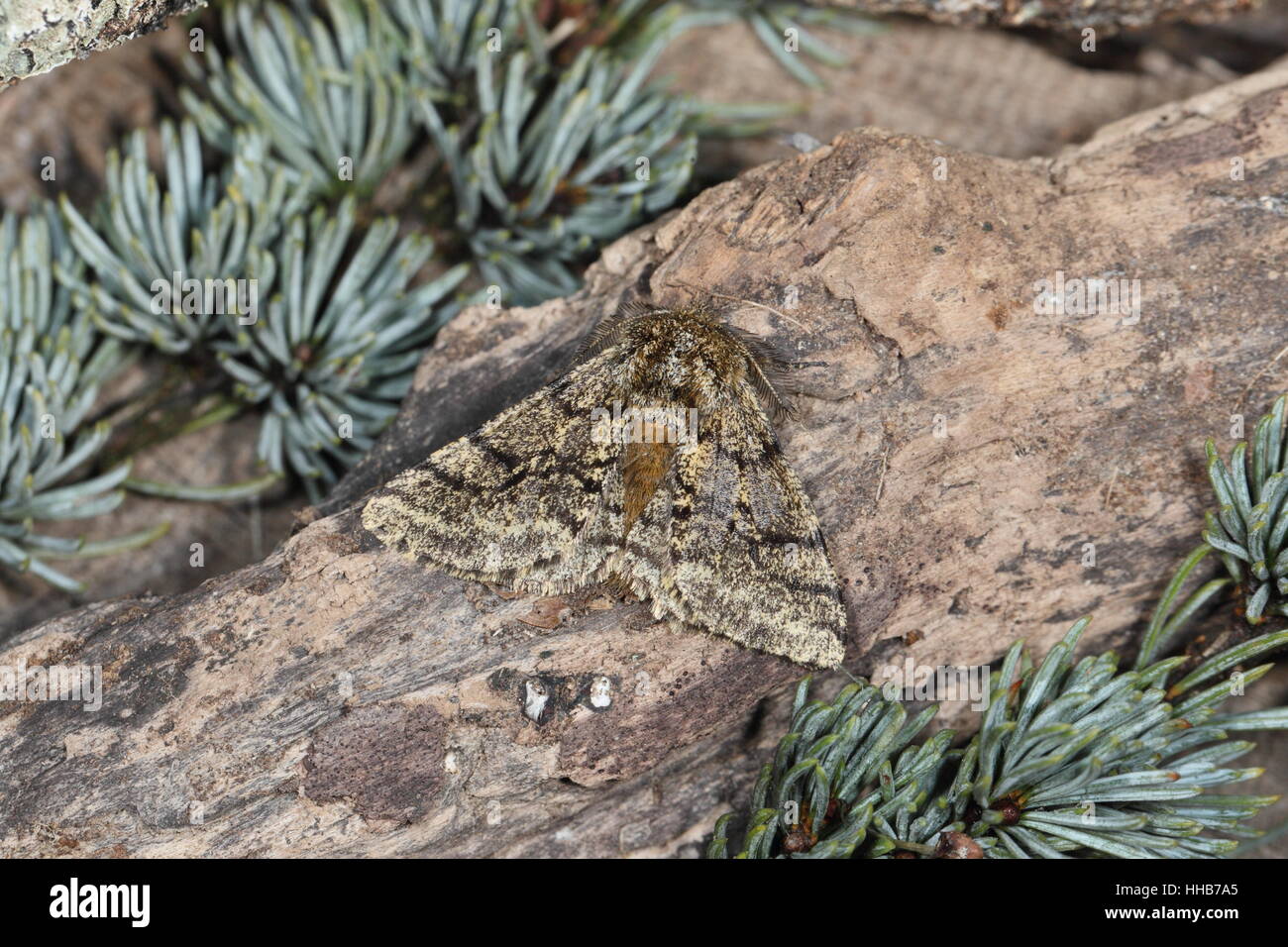 Moth feathery antennae hi-res stock photography and images - Alamy