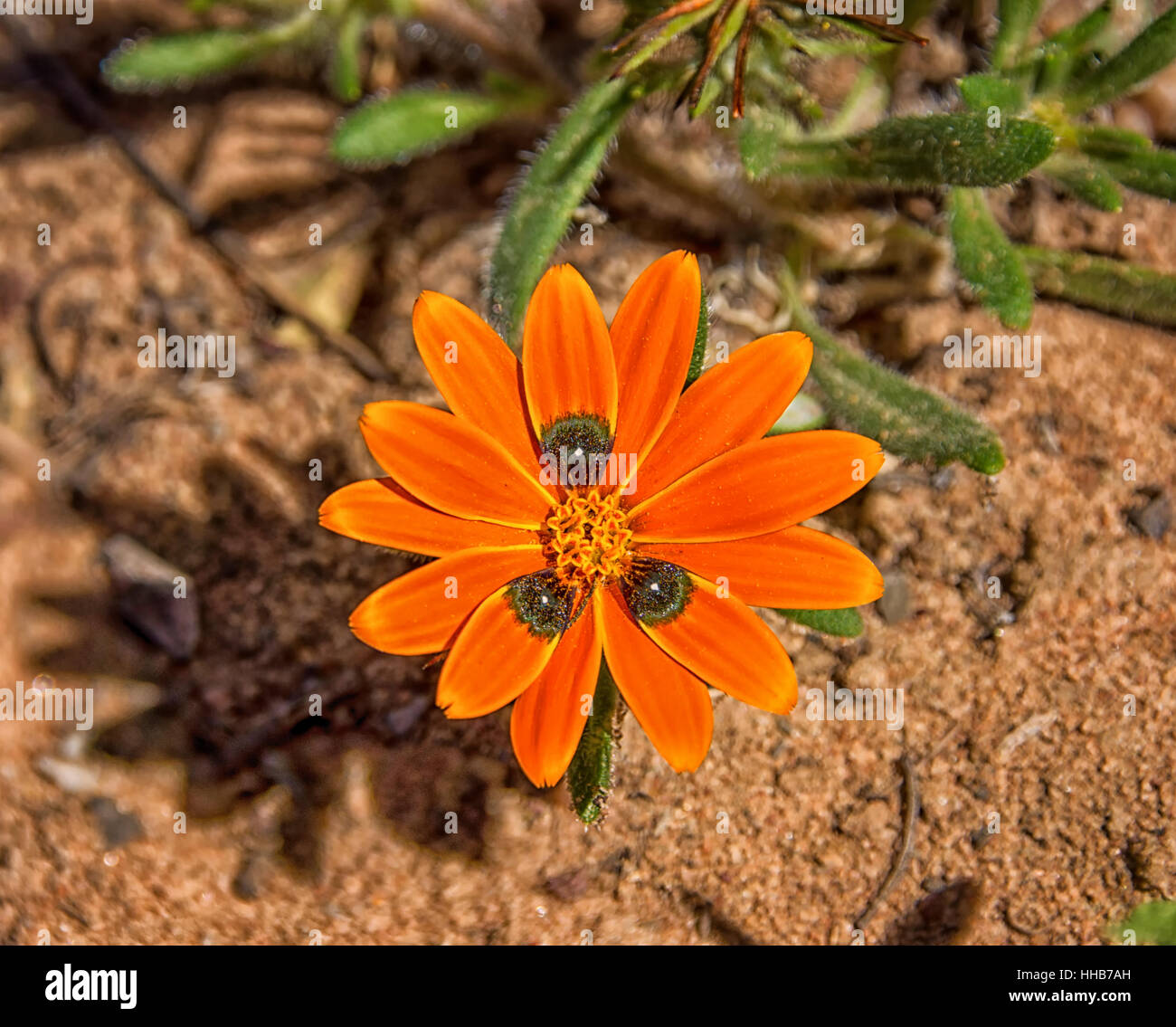 A Gorteria diffusa wildflower in the Namaqualand, South Africa Stock ...