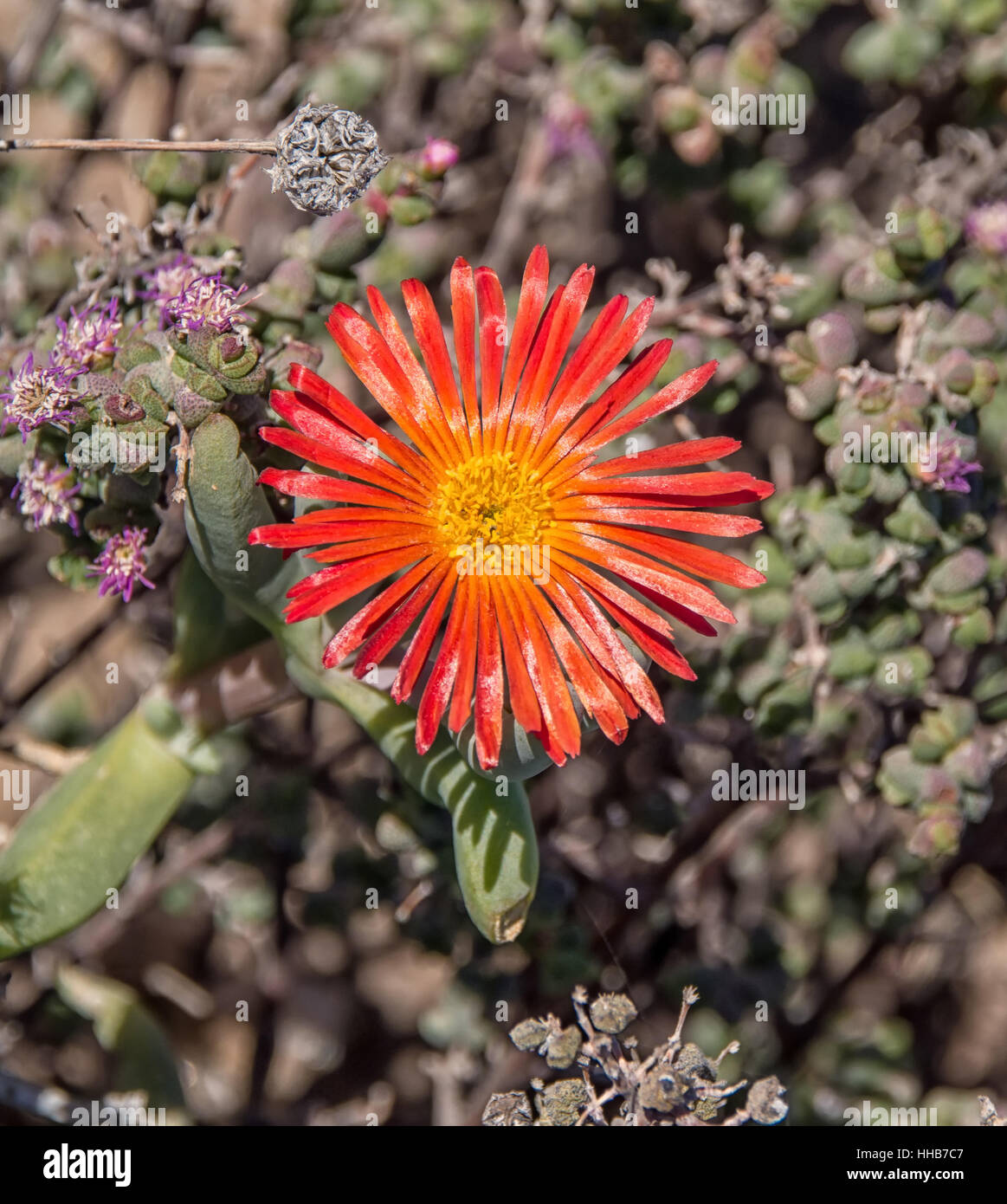 Lampranthus aureus flower in the Northern Cape, South Africa Stock ...