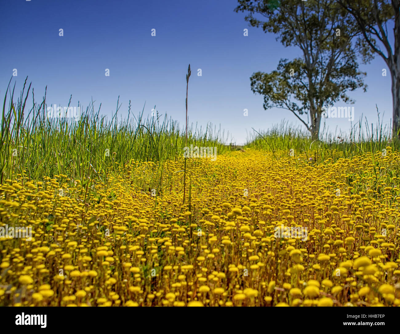 A landscape picture of African Spring flowers in Southern Africa Stock ...