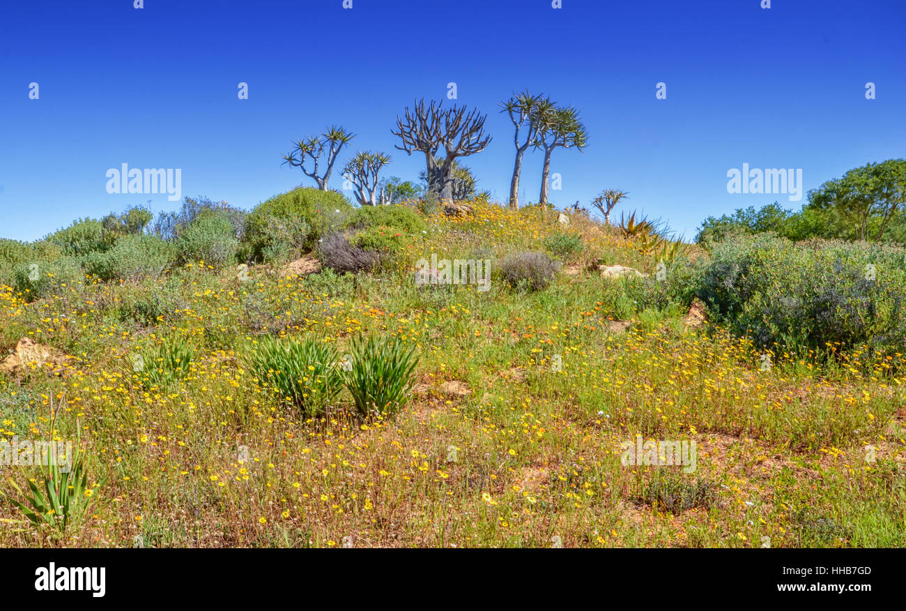 A landscape picture of African Spring flowers in Southern Africa Stock ...