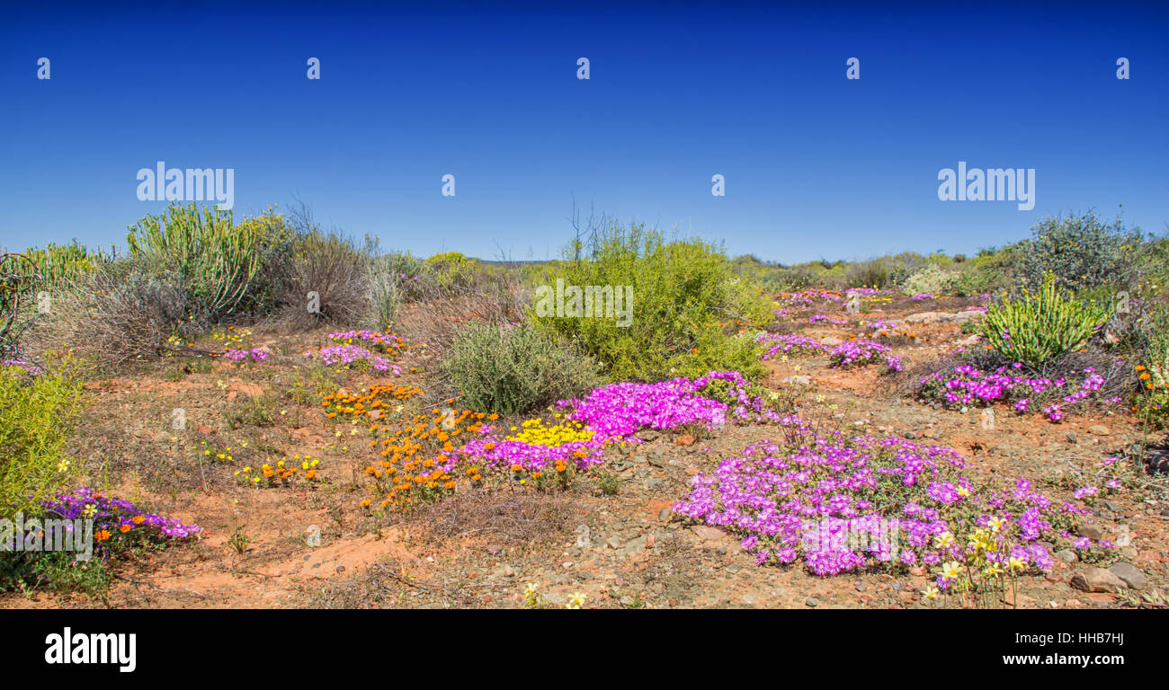 A landscape picture of African Spring flowers in Southern Africa Stock ...