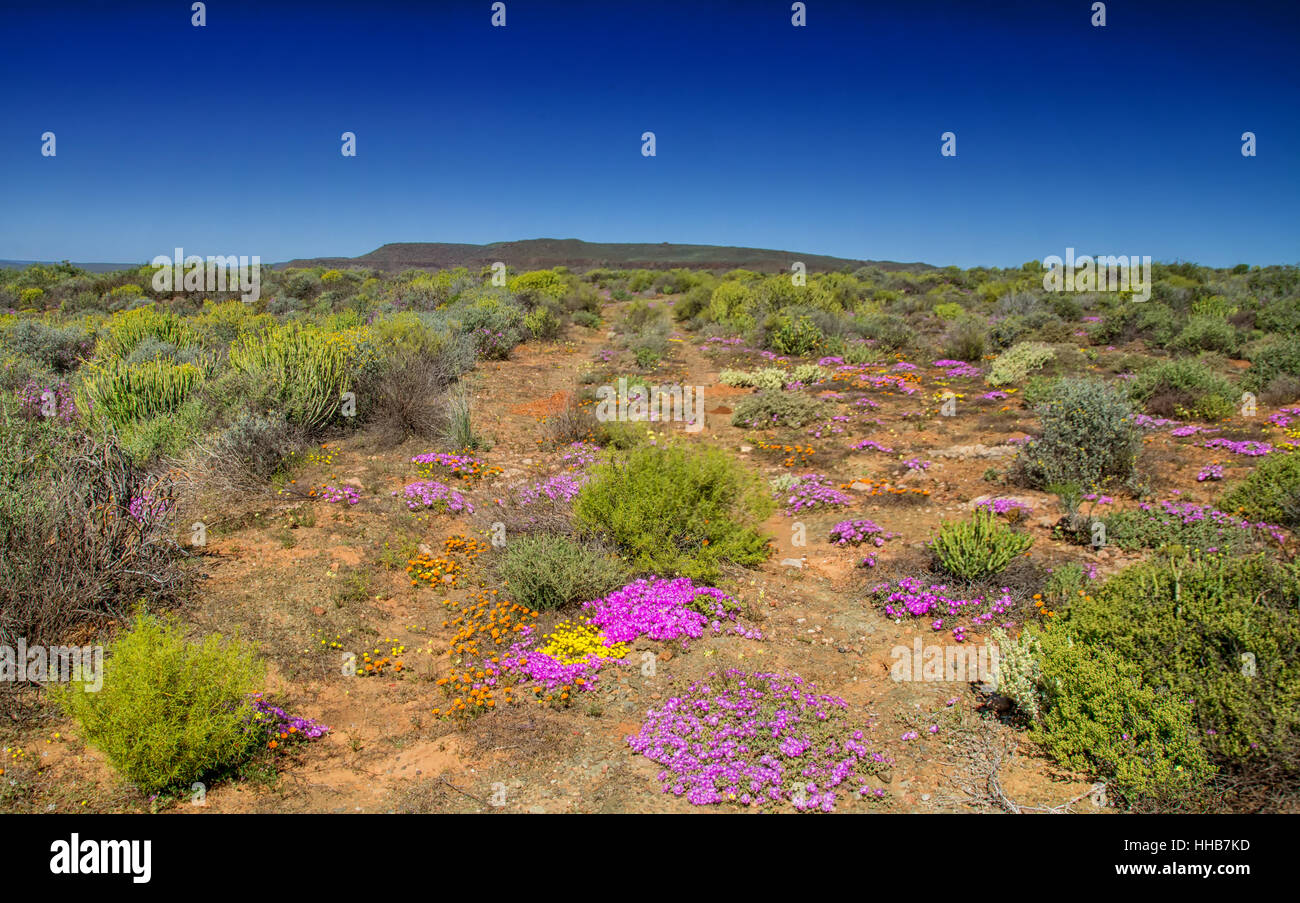 A landscape picture of African Spring flowers in Southern Africa Stock ...