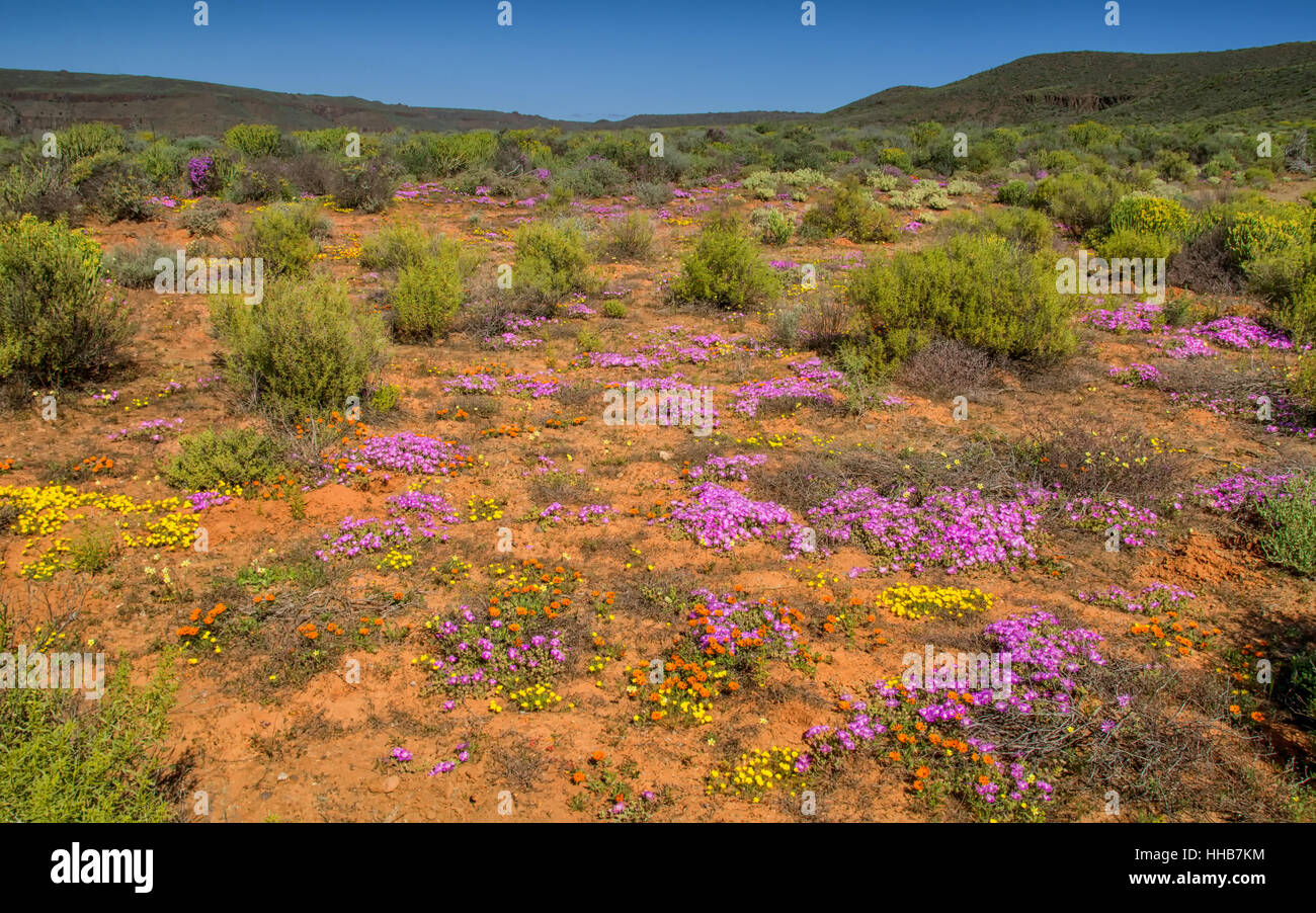 A landscape picture of African Spring flowers in Southern Africa Stock ...
