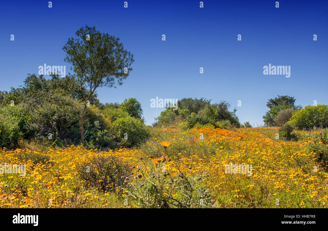 A landscape picture of African Spring flowers in Southern Africa Stock ...