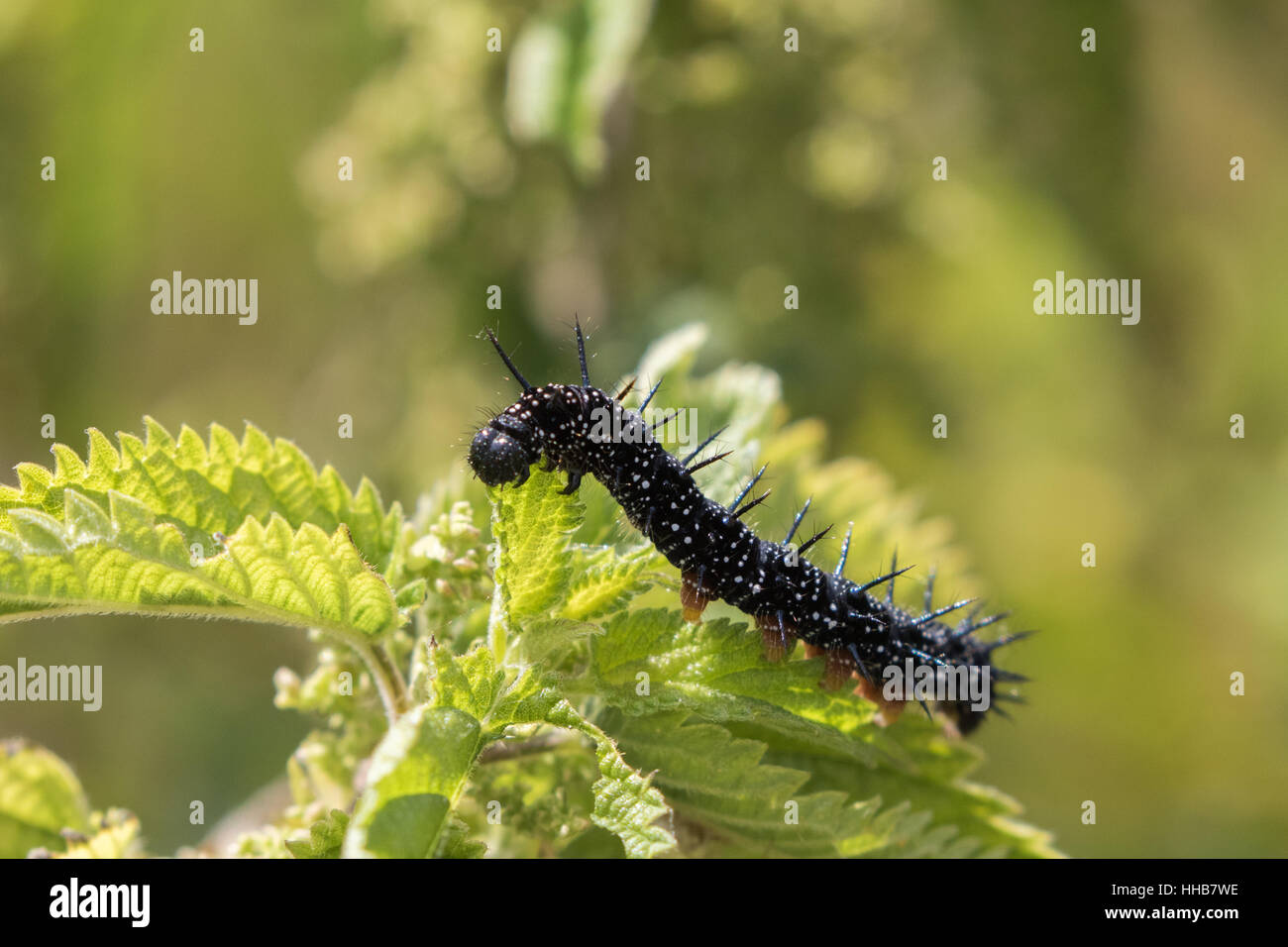 Peacock Butterfly Caterpillars Feeding on Stinging Nettle Stock Photo ...