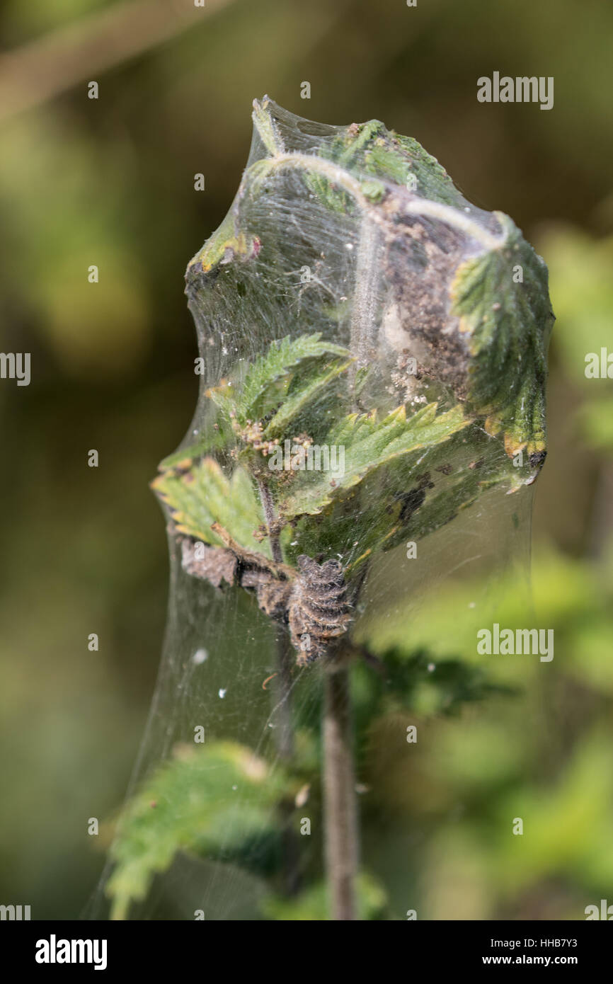 Peacock Butterfly Caterpillars in a Silk Web Feeding on Stinging Nettle ...
