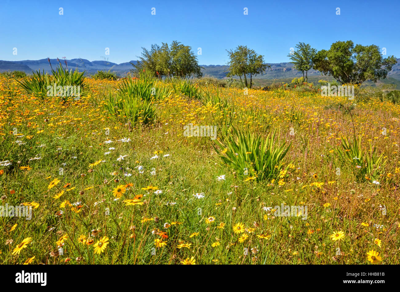 A landscape picture of African Spring flowers in Southern Africa Stock ...