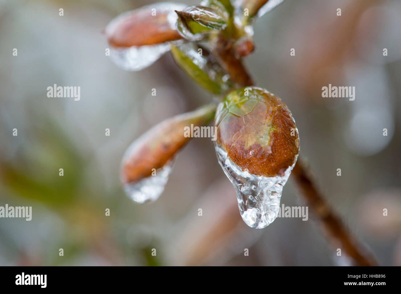 A close up macro of a tree branch bud covered in ice Stock Photo - Alamy