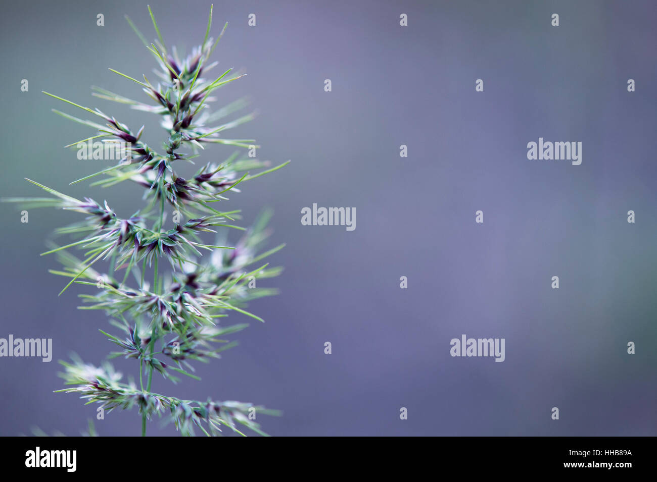 A close up macro photo of a plant with a spiral shape and pine needles ...