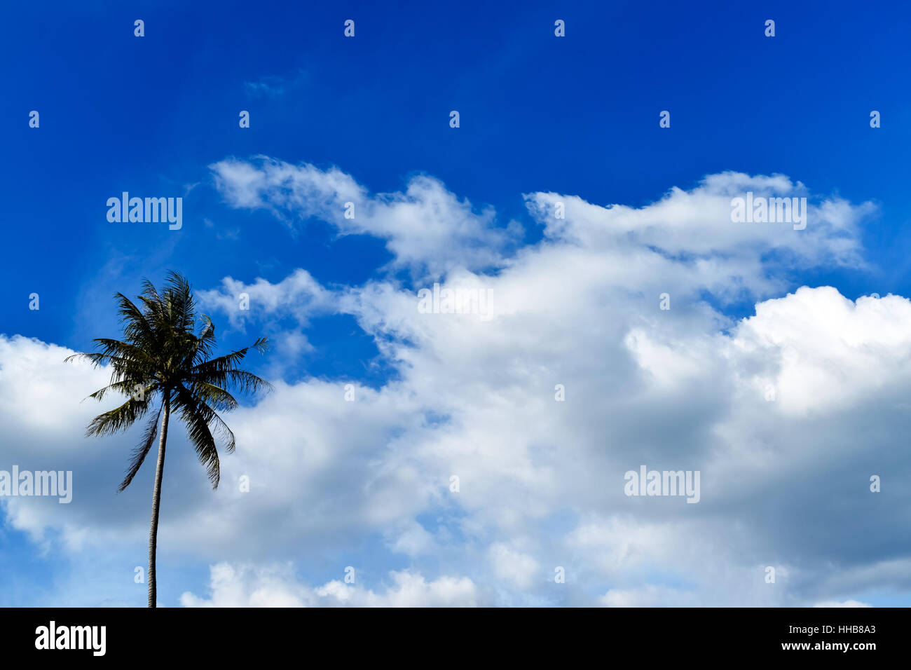 Beautiful sky with tree hi-res stock photography and images - Alamy