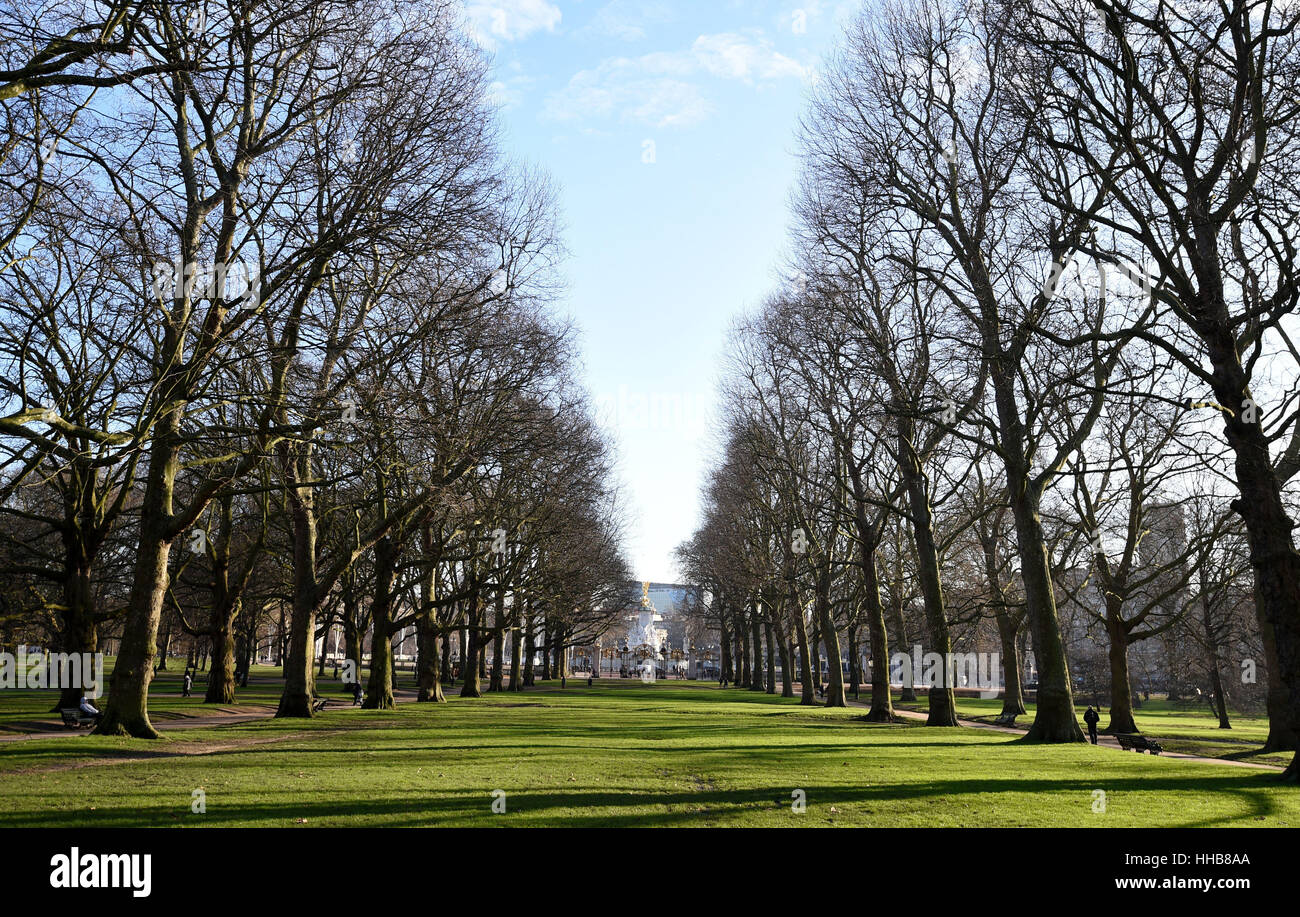 An avenue of trees in Green Park, London after overnight temperatures ...