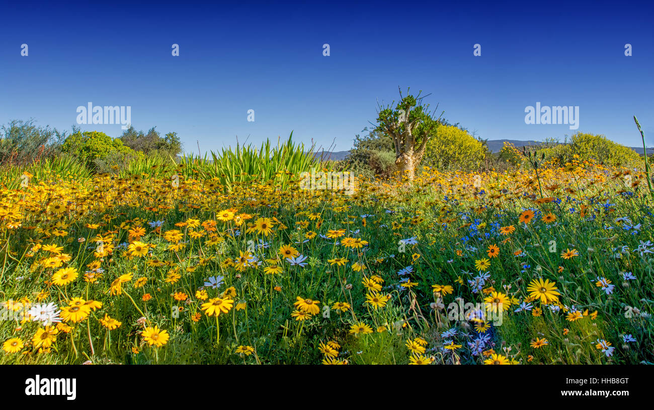 A landscape picture of African Spring flowers in Southern Africa Stock ...