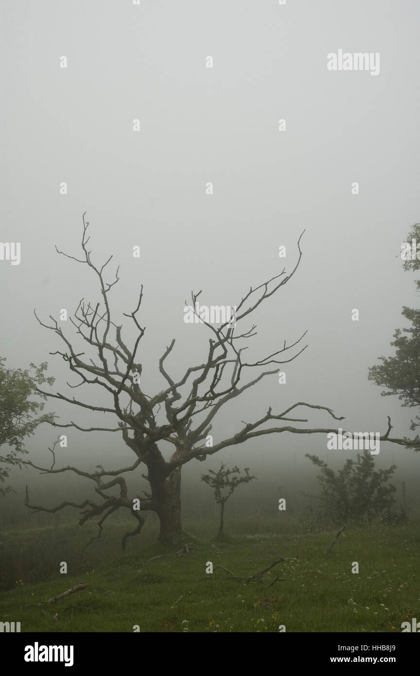 Old dead tree in the mist Stock Photo - Alamy