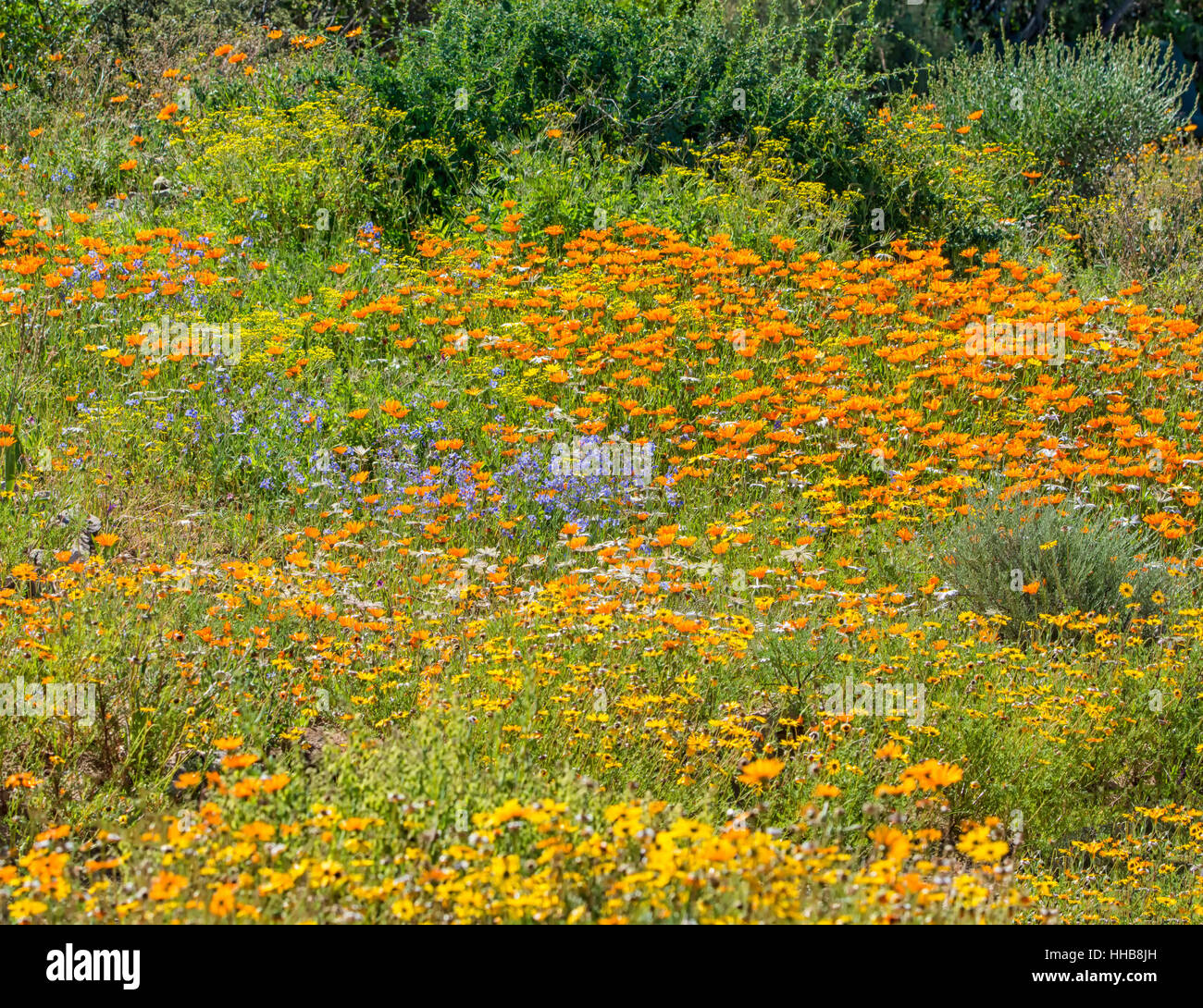 A landscape picture of African Spring flowers in Southern Africa Stock ...