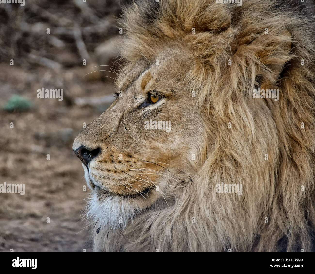 Male Lion in Southern African savanna Stock Photo - Alamy
