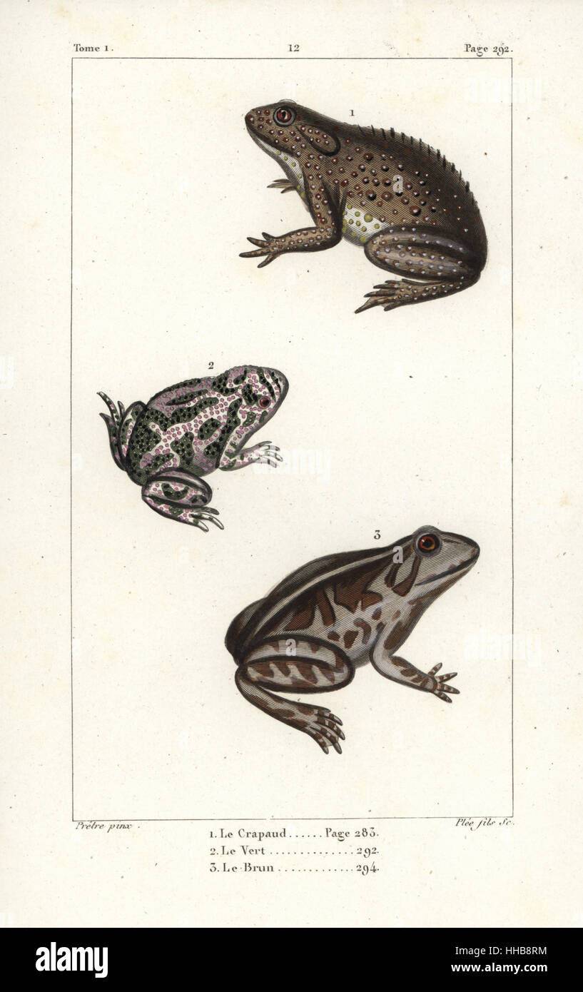 Common toad, Bufo bufo, European green toad, Bufo viridis, and ...