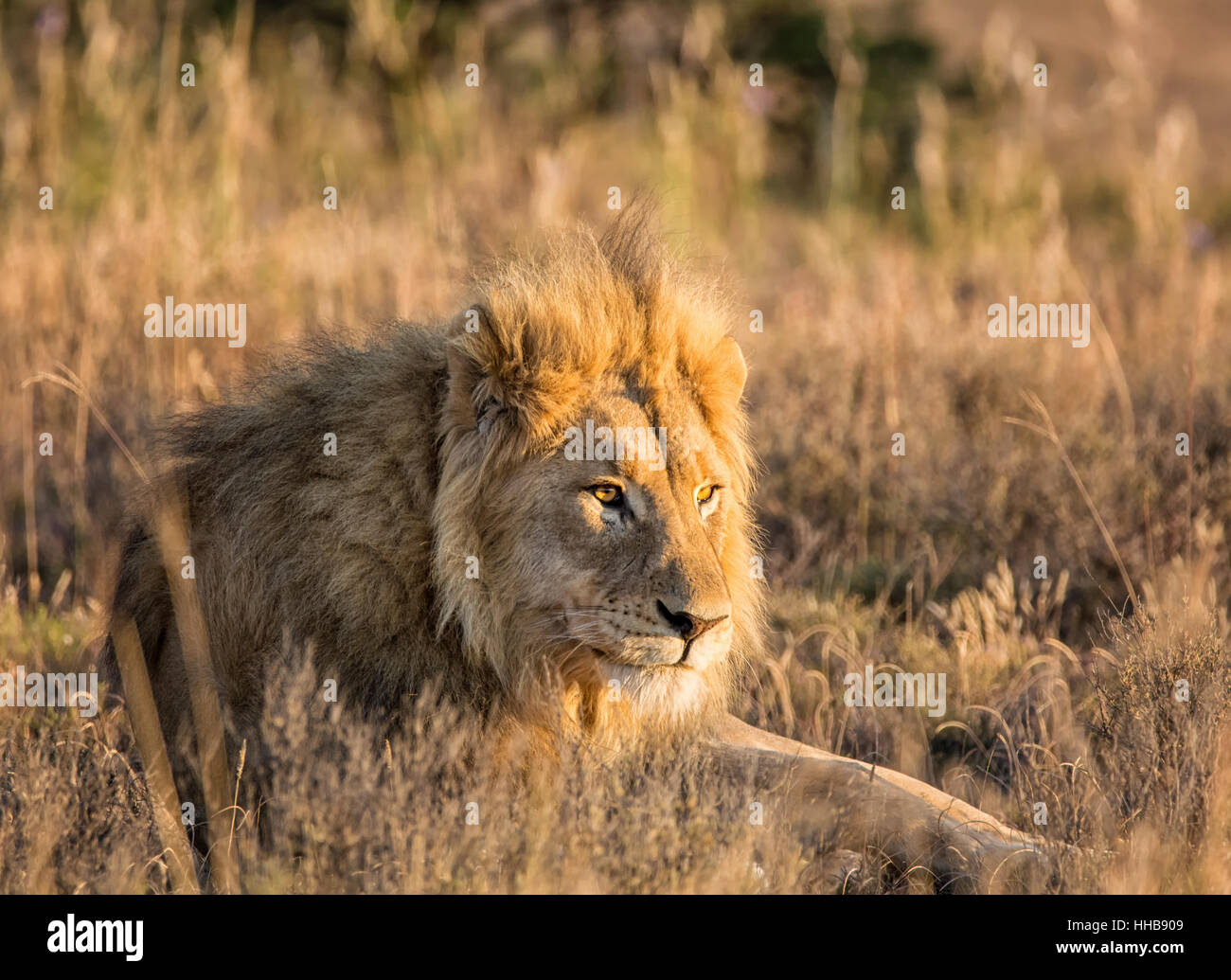 Male Lion in Southern African savanna Stock Photo - Alamy