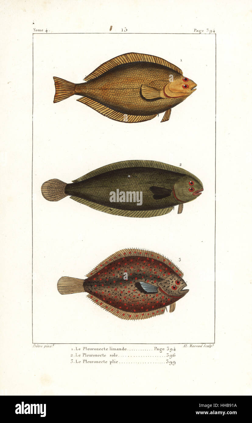 Pleuronectes platessa pleuronecte limande hi-res stock photography and ...