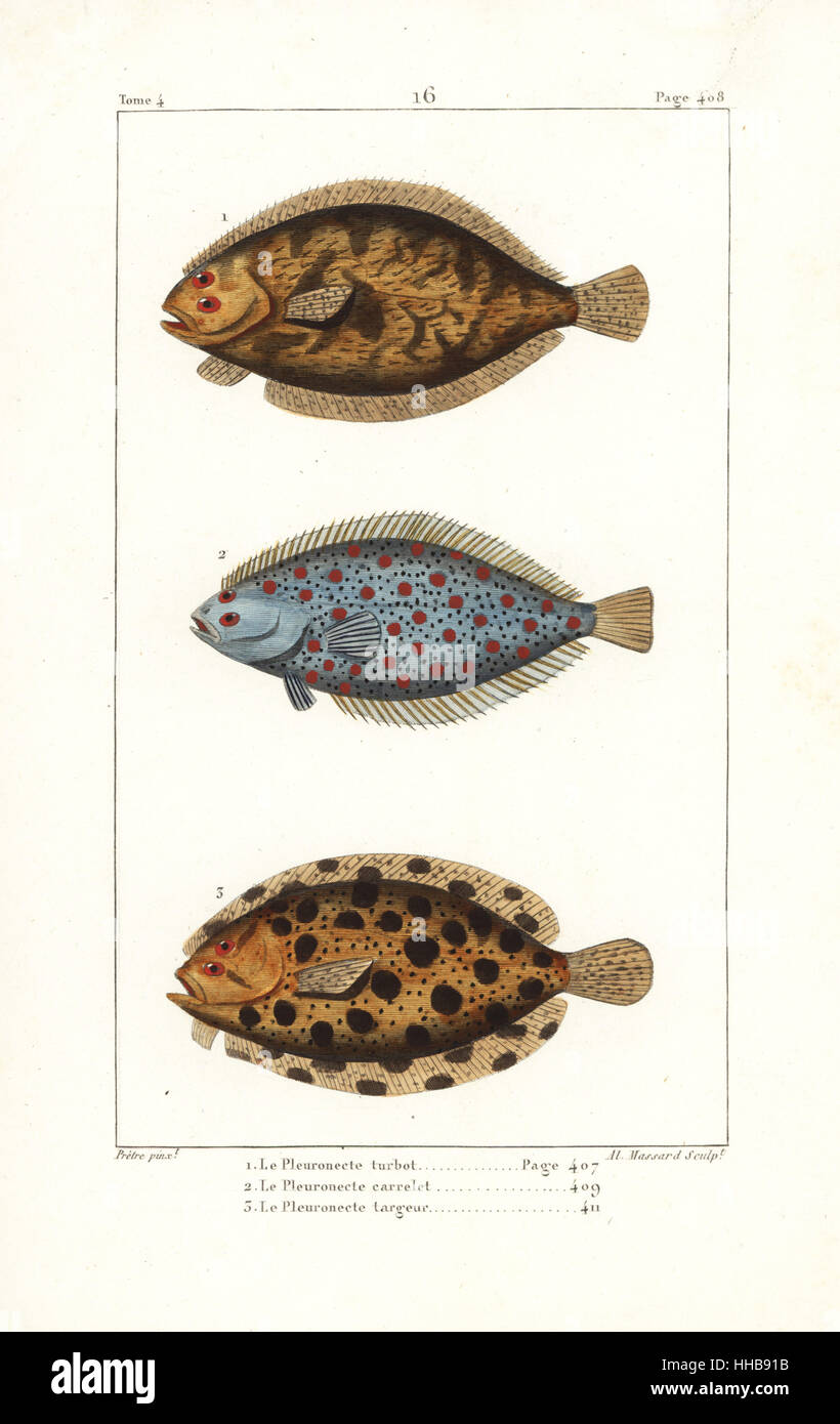 Turbot, Scophthalmus maximus, European plaice, Pleuronectes platessa ...