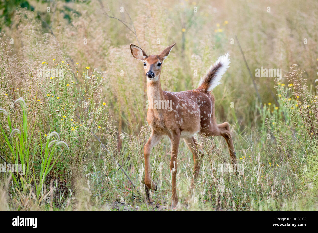 Alert stance hi-res stock photography and images - Alamy