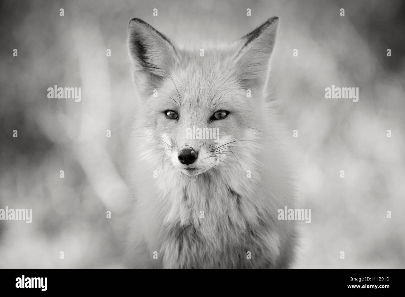 Fox Animal Stock Photos & Fox Animal Stock Images - Alamy