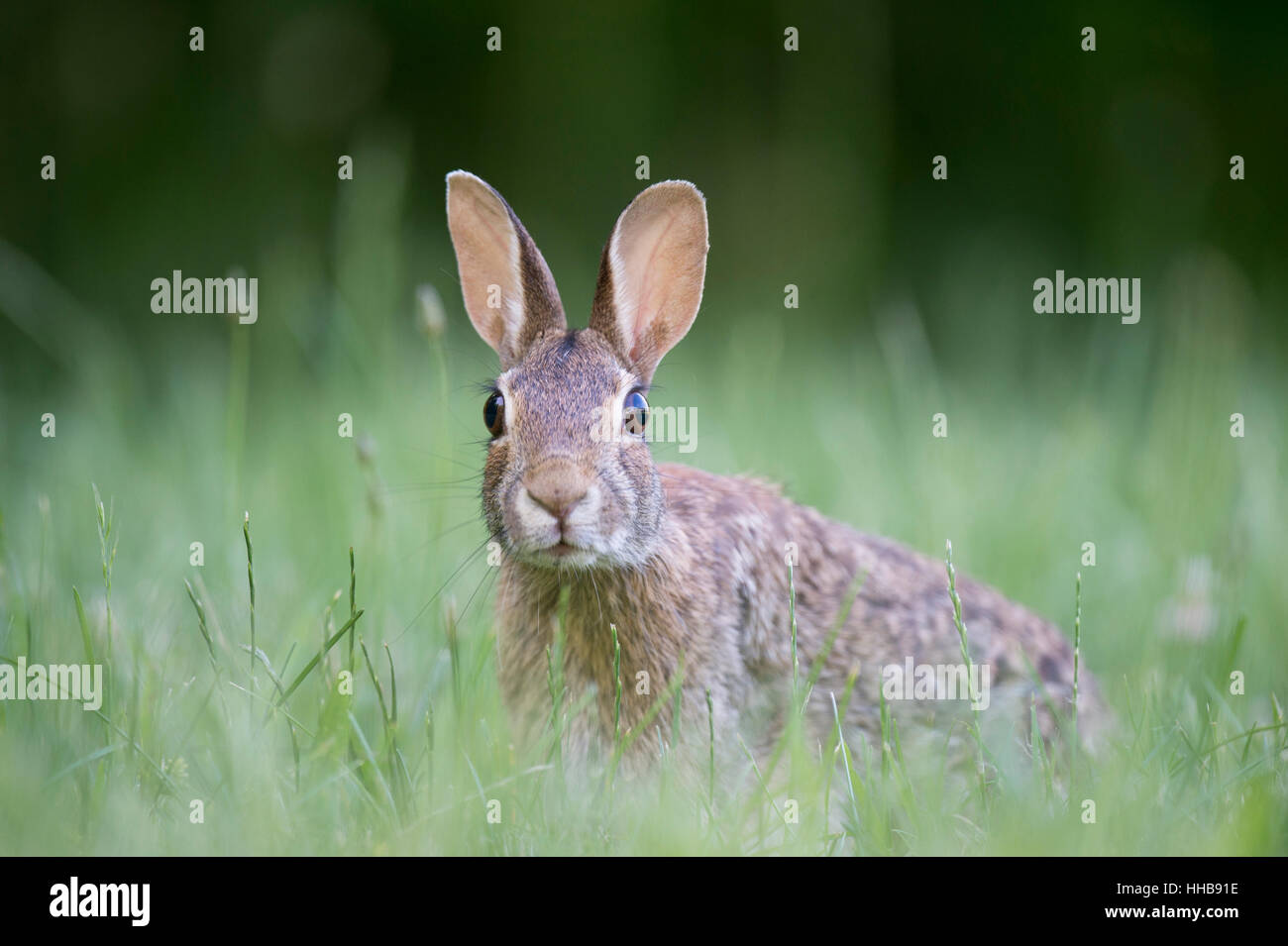 An Eastern Cottontail Rabbit has its head held up searching its ...