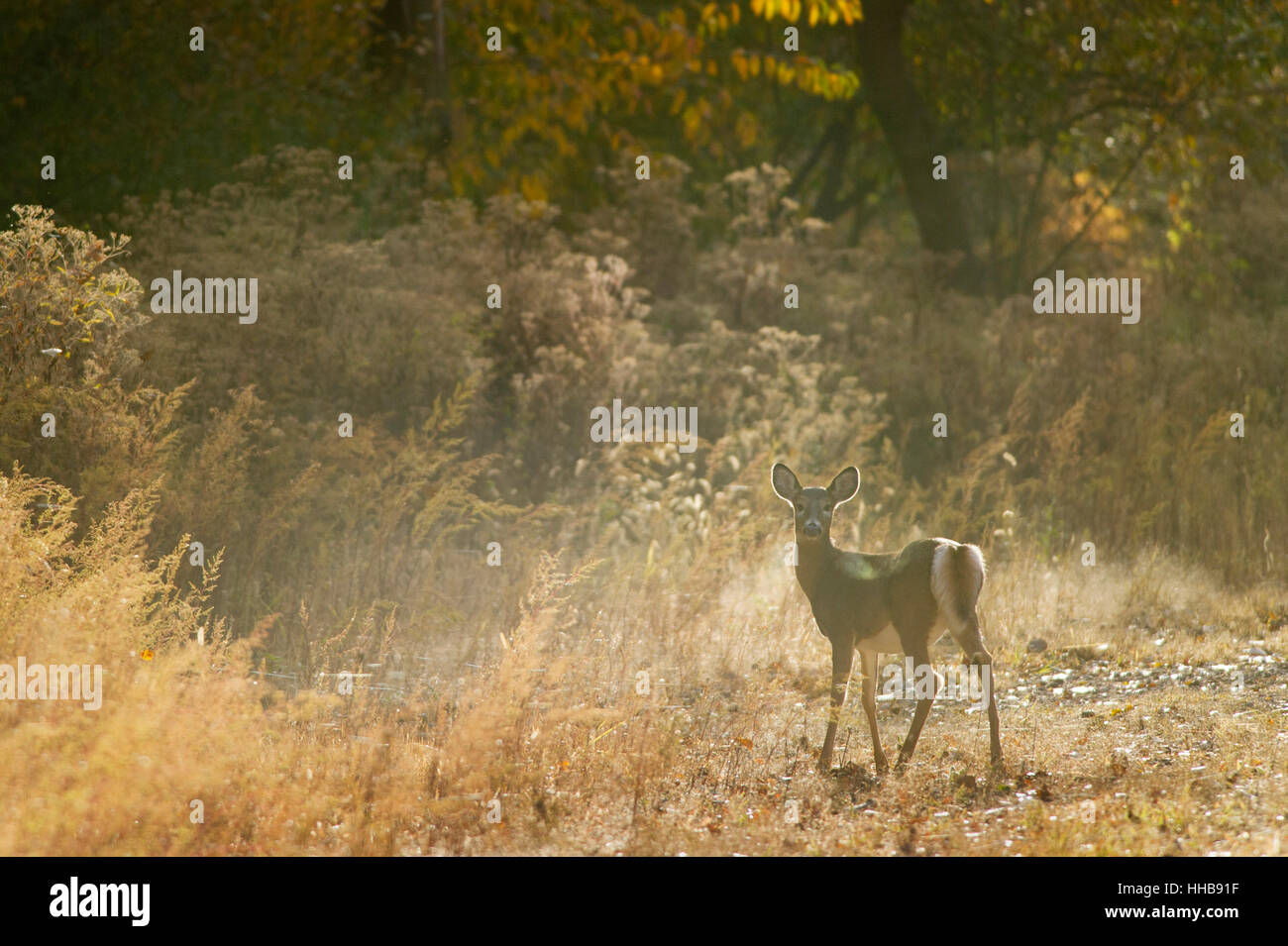 A Whitetail Deer looks back at the camera as the sun lights it up from ...