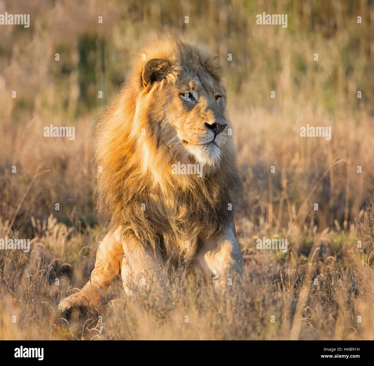 Lion savanna hi-res stock photography and images - Alamy