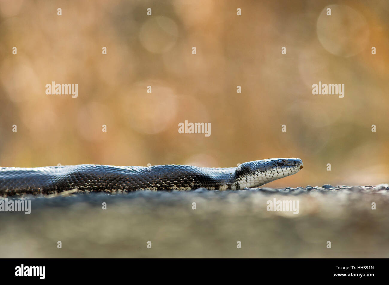 Brown rat snake hi-res stock photography and images - Alamy