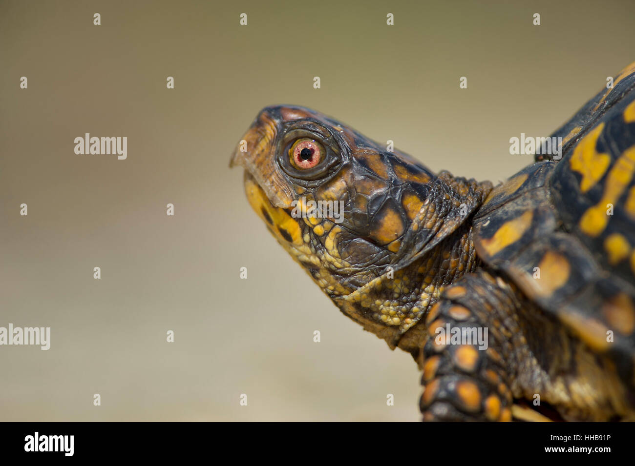 Box turtle hi-res stock photography and images - Alamy