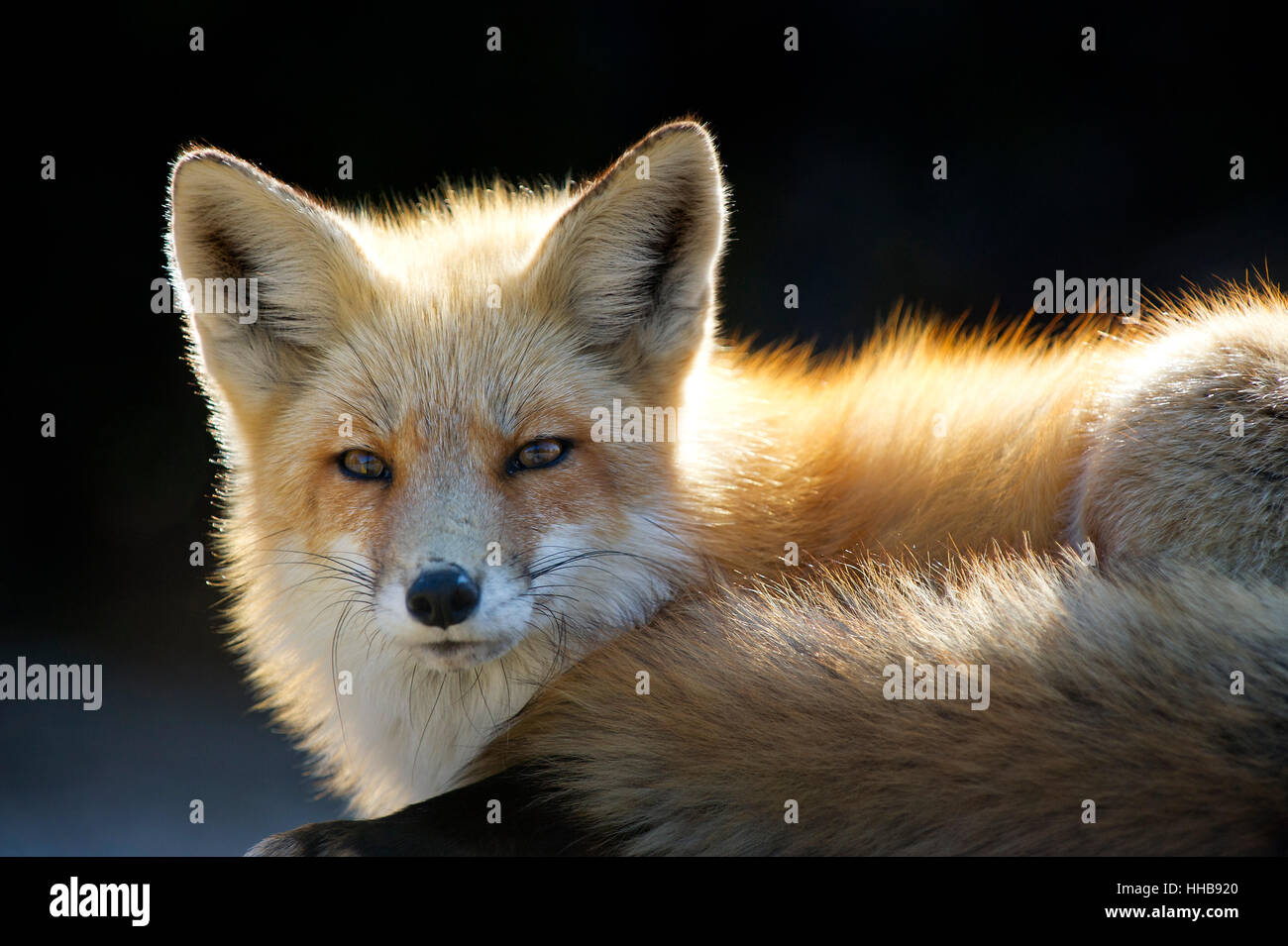 A dramatic portrait of a Red Fox laying down in the mid day sun with a ...
