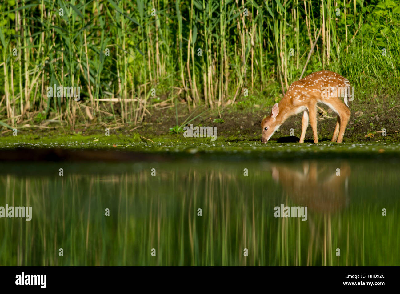 Fawn drinking hi-res stock photography and images - Alamy