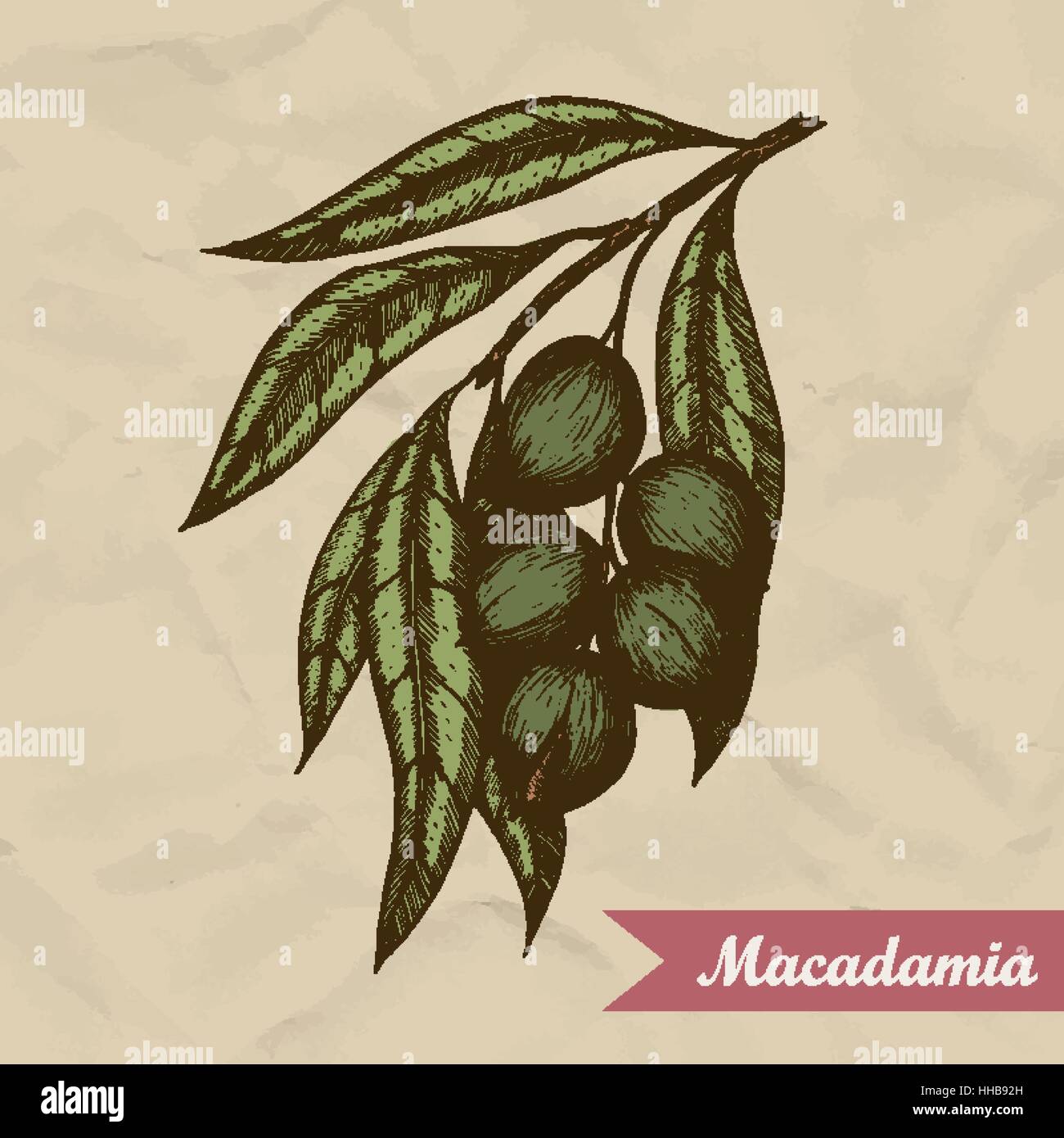 Macadamia Nut Tree Illustration