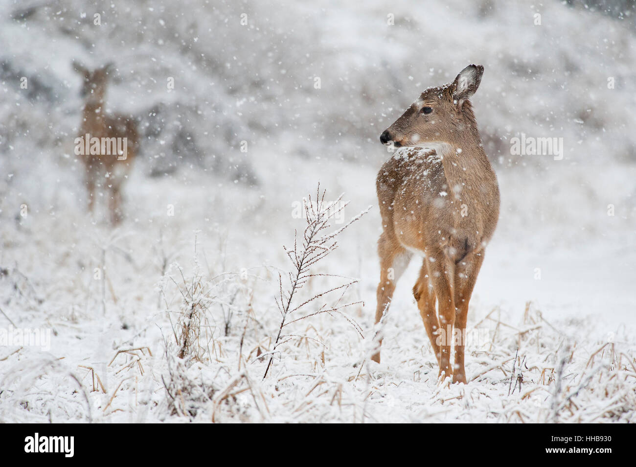 A whitetail deer doe stands proud in the falling snow Stock Photo - Alamy