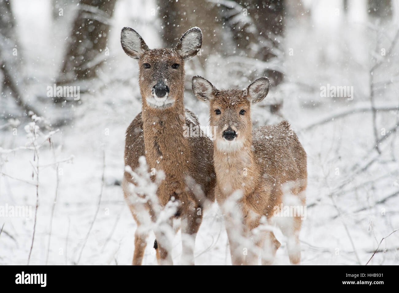 A pair of Whitetail Deer stand together in the falling snow Stock Photo ...