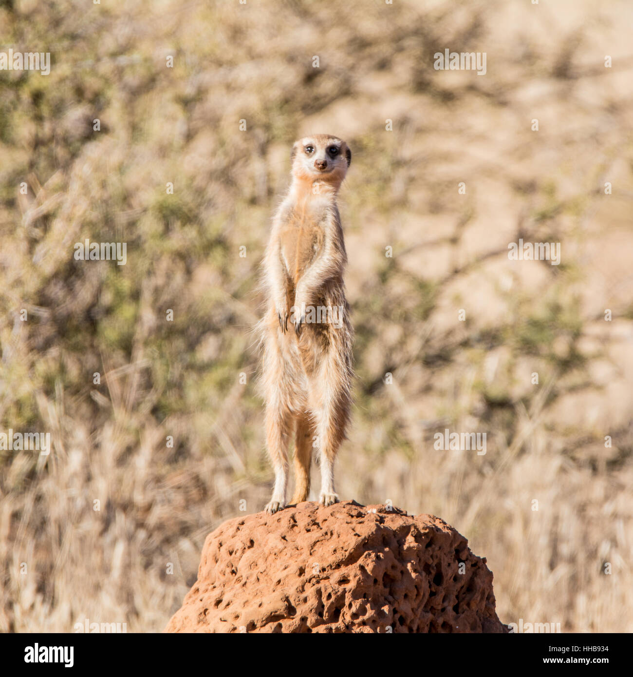 Portrait of a Meerkat in Southern Africa Stock Photo - Alamy