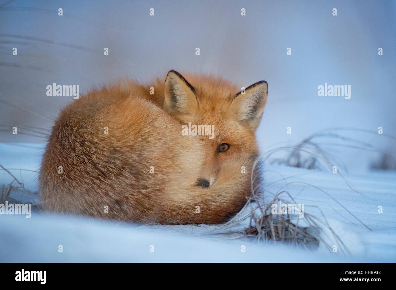Red fox curled hi-res stock photography and images - Alamy