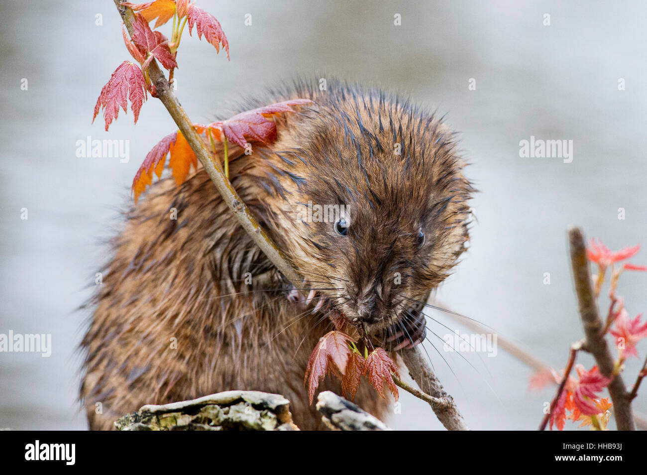 Muskrat feeding hi-res stock photography and images - Alamy