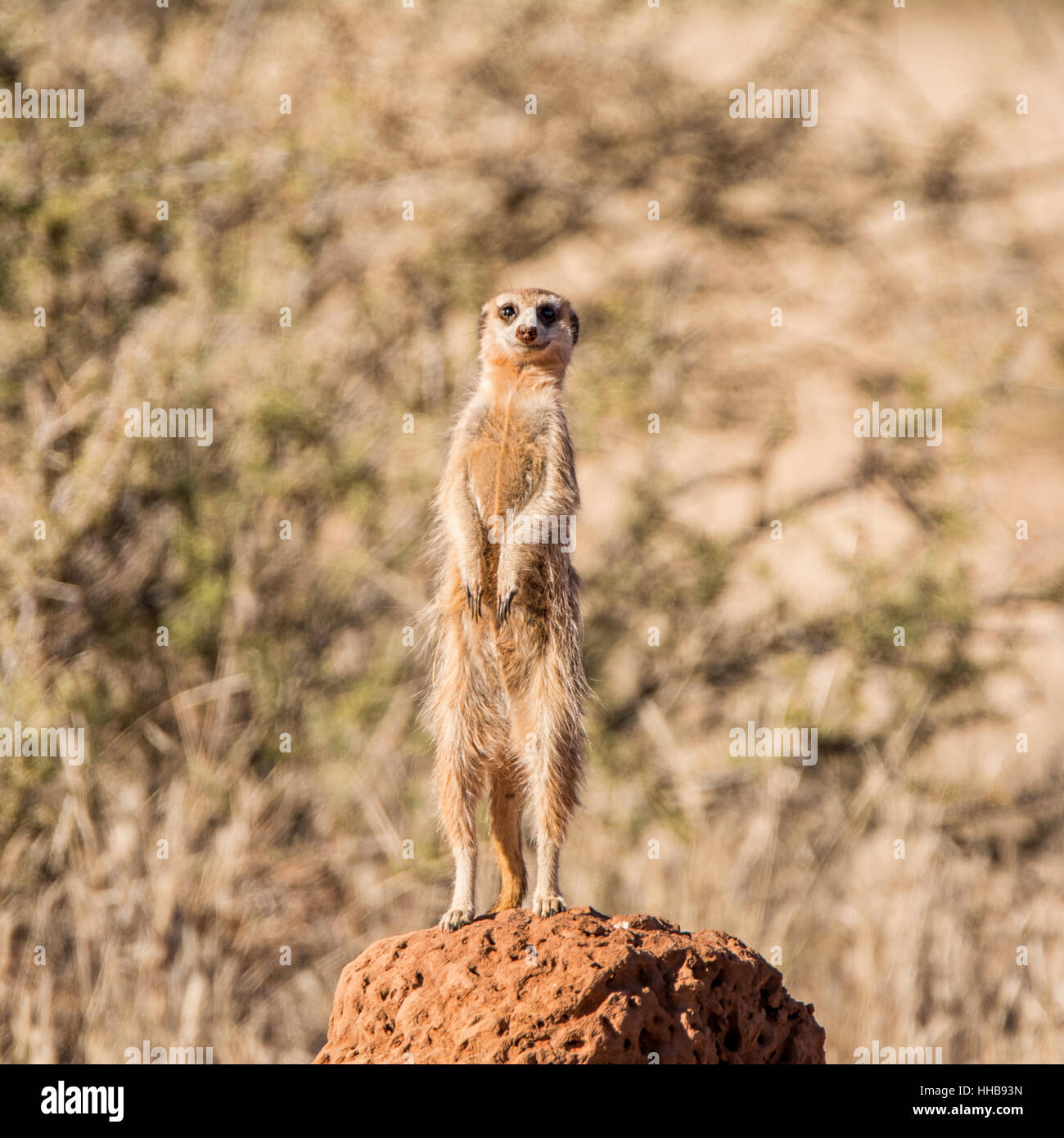 Red Meerkat Stock Photos & Red Meerkat Stock Images - Alamy