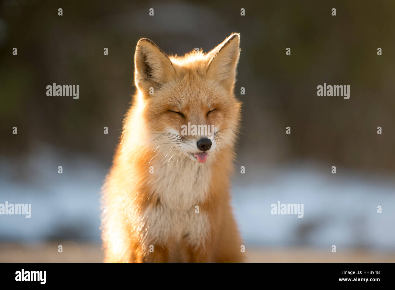 A Red Fox closes its eyes and sticks its tongue out as the sun shines ...