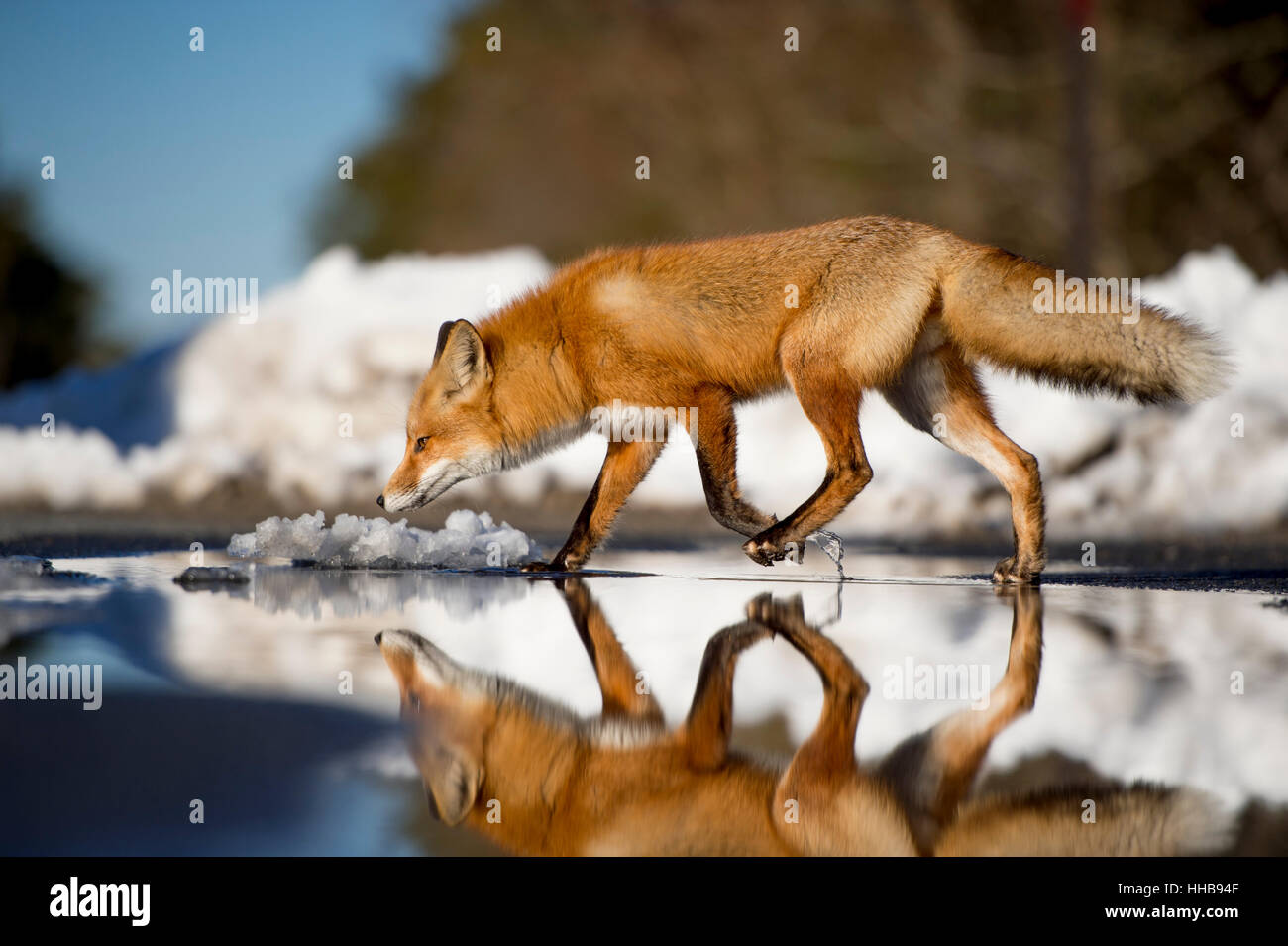 A Red Fox walks through a shallow puddle on a sunny day Stock Photo - Alamy