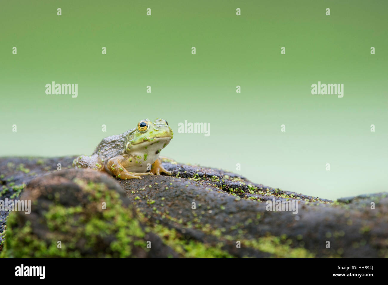 Medium sized frog hi-res stock photography and images - Alamy