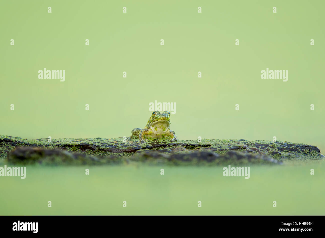 A small green frog sits on a log covered in duckweed on a completely ...