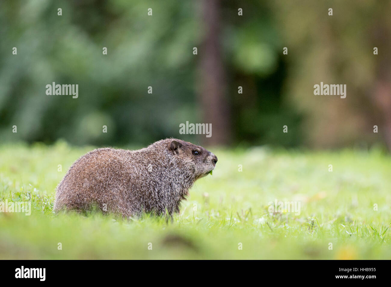 A groundhog eats in a field of green grass Stock Photo - Alamy